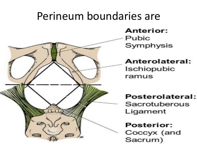 Contents of male and female perineal pouches copy
