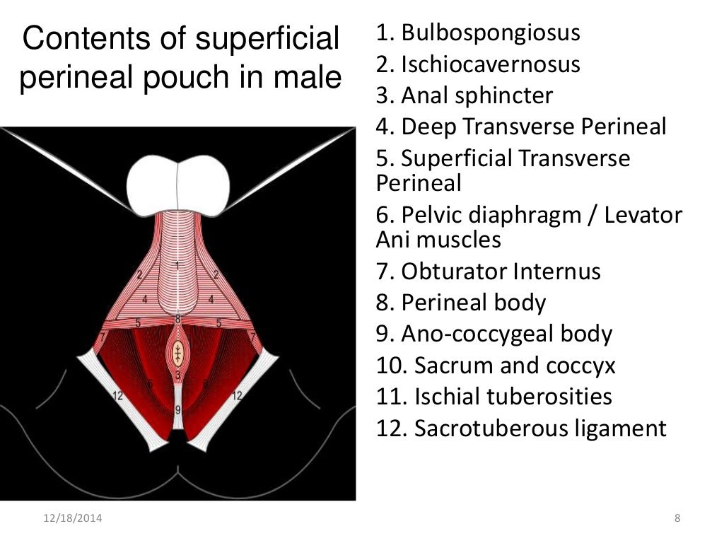 Contents Of Male And Female Perineal Pouches Copy
