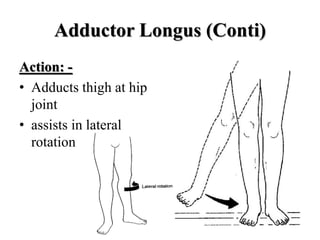 Contents of Medial Compartment.ppt