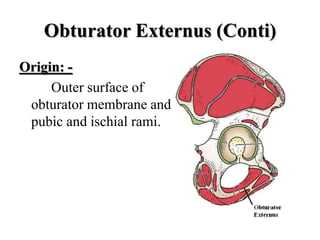 Contents of Medial Compartment.ppt