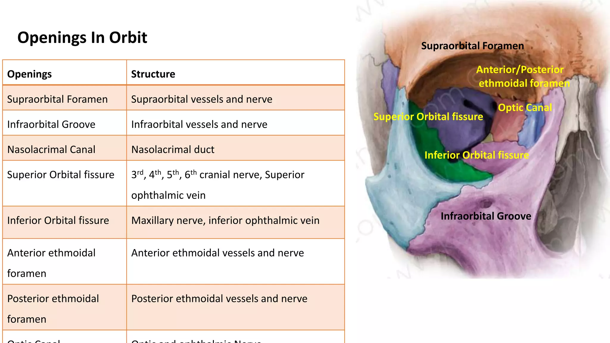 Contents of orbit | PPTX
