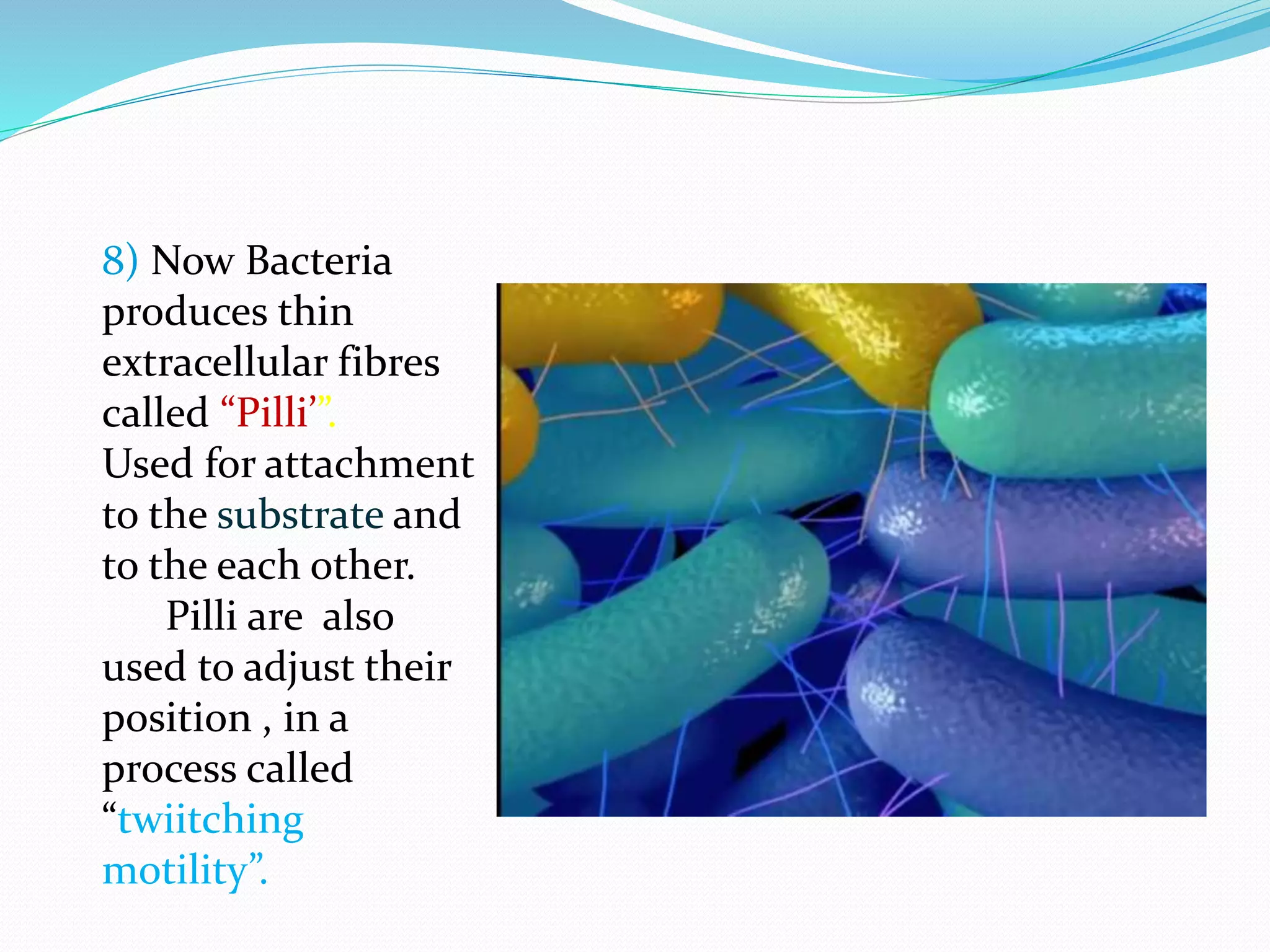 URBAS ASHIQ presentation on bacterial biofilms | PPTX