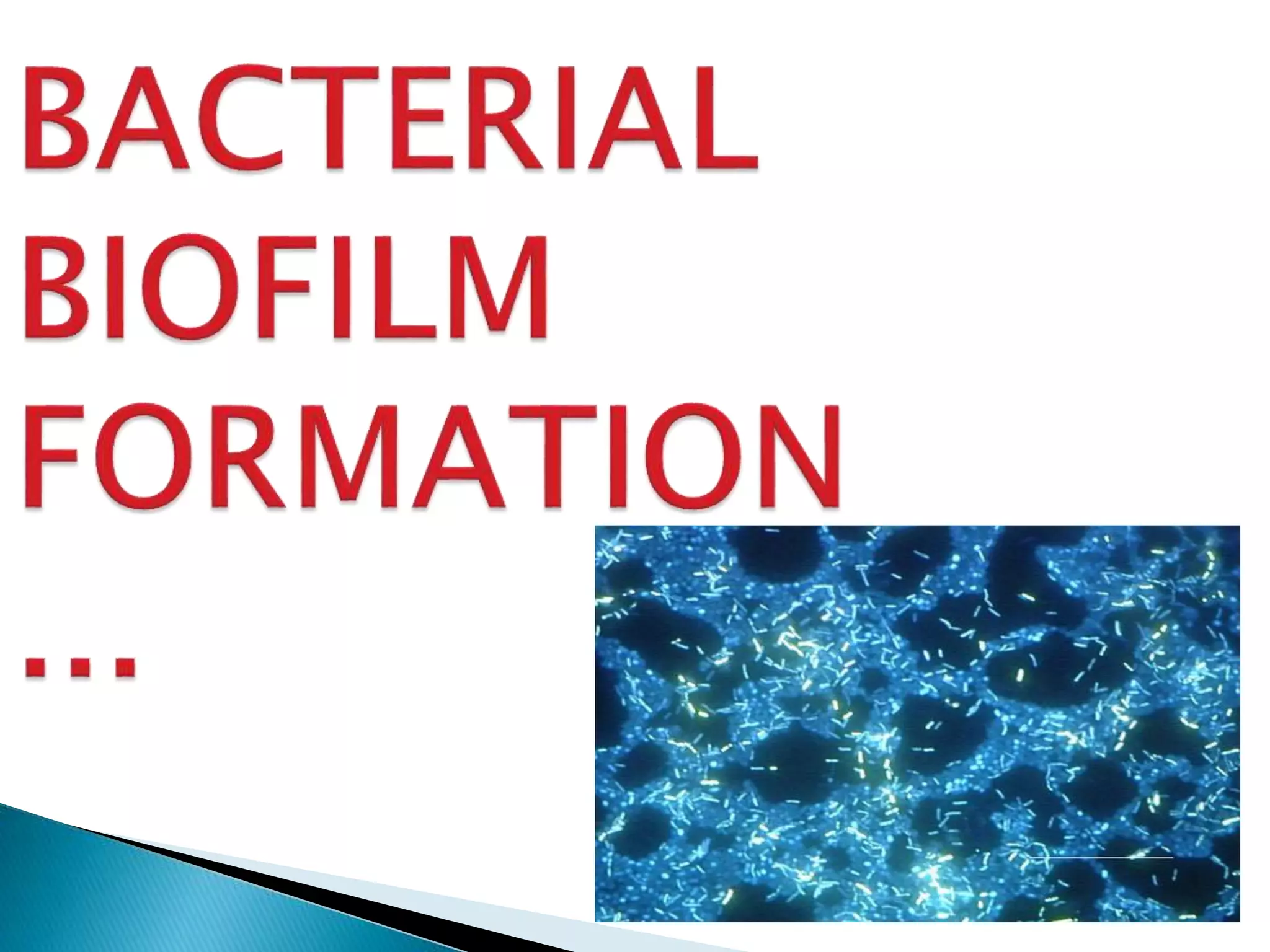 URBAS ASHIQ presentation on bacterial biofilms | PPT