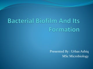 URBAS ASHIQ presentation on bacterial biofilms | PPT