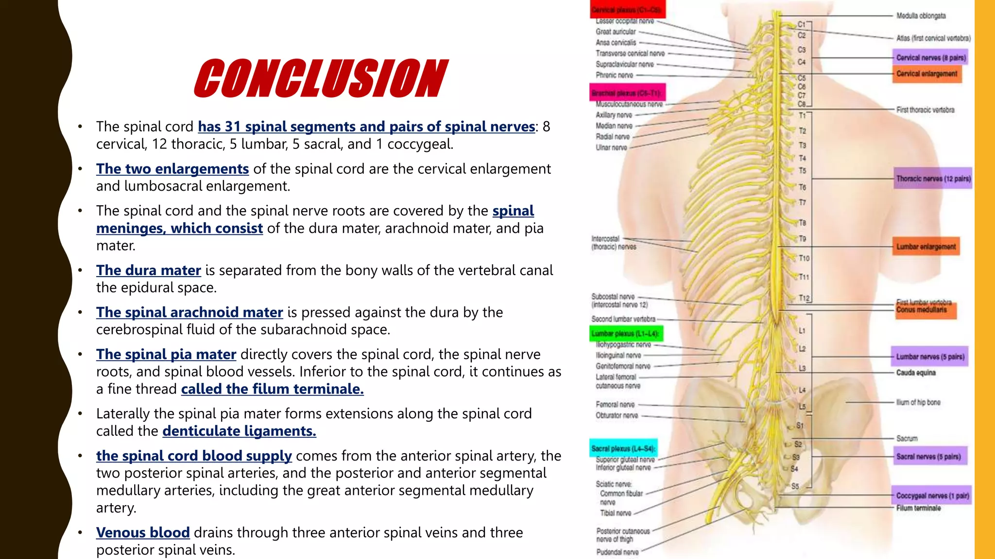 Contents of vertebral canal.pptx