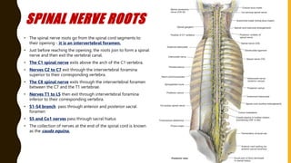 Contents of vertebral canal.pptx