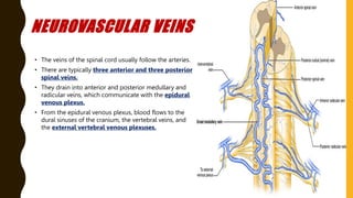Contents of vertebral canal.pptx