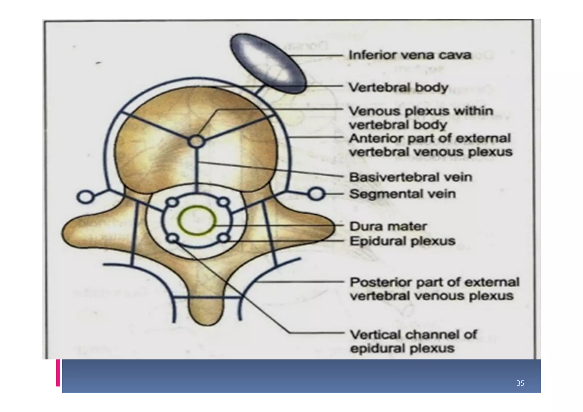 Contents of vertebral canal and its applied aspects mbbs | PDF
