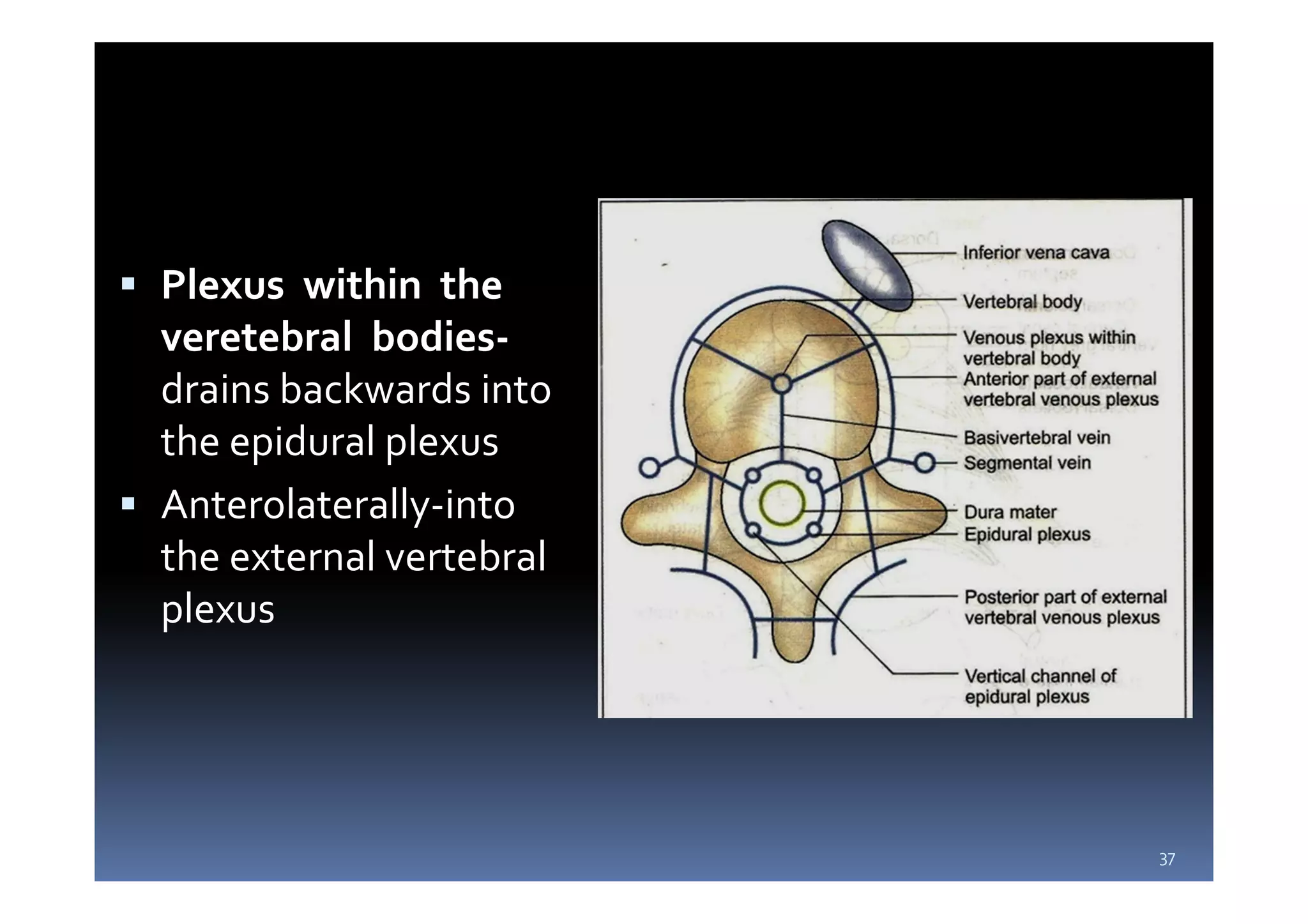 Contents of vertebral canal and its applied aspects mbbs | PDF