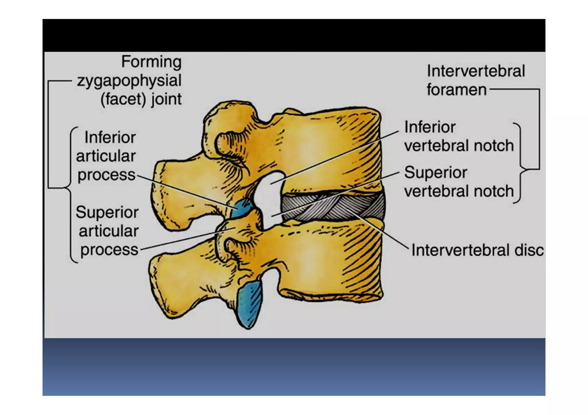 Contents of vertebral canal and its applied aspects mbbs | PDF