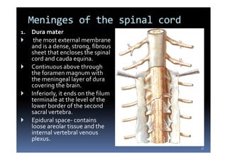 Contents of vertebral canal and its applied aspects mbbs | PDF