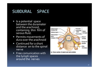 Contents of vertebral canal and its applied aspects mbbs | PDF