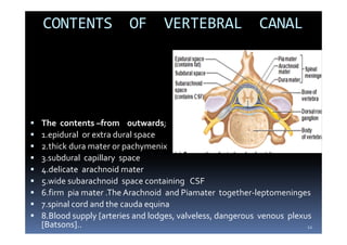 Vertebral Canal