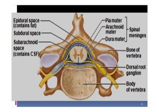 Vertebral Canal Anatomy