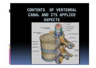 Vertebral Canal