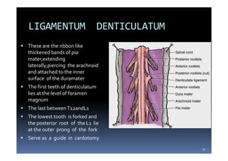 Ligamentum Denticulatum