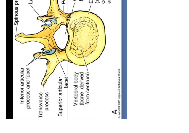 Vertebral Canal Canalis Vertebralis Kenhub