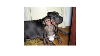 DDD Basics - Context mapping | PDF | Computing | Technology & Computing