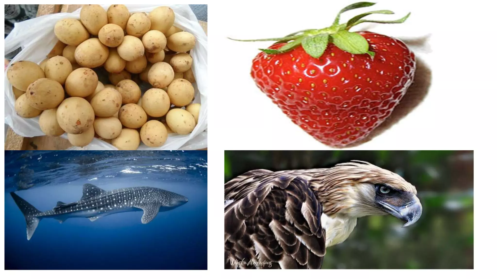 Contextualize Lesson Plan | PPTX