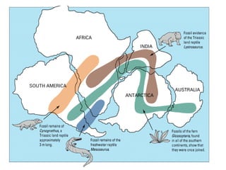 Continental Drift | PPT