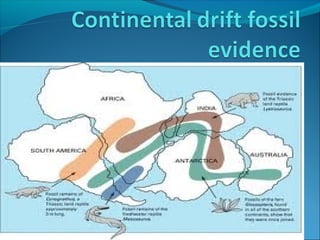 Fossils Continental Drift