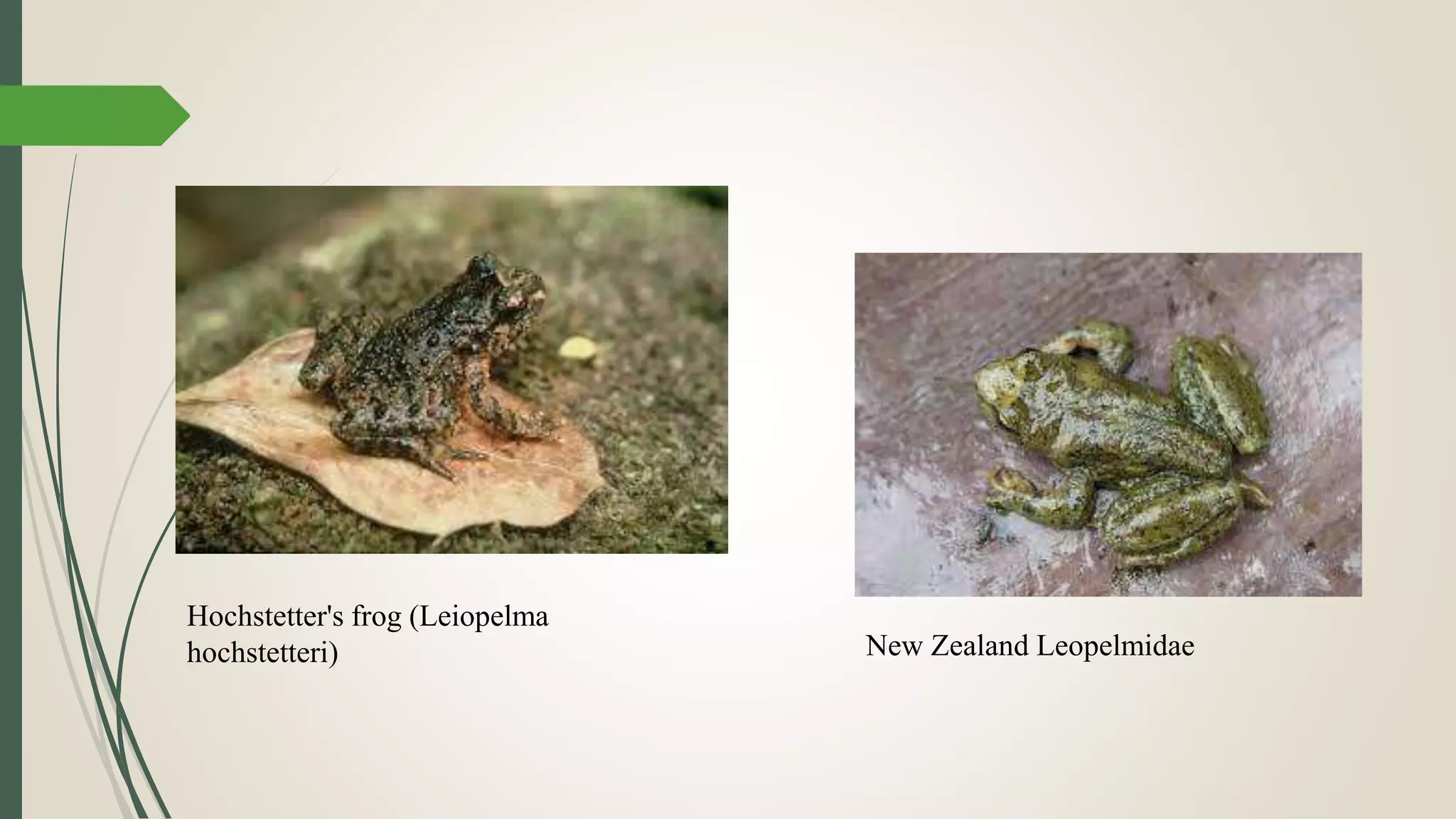 CONTINENTAL DRIFT THEORY AND DISCONTINUOUS DISTRIBUTION.pptx