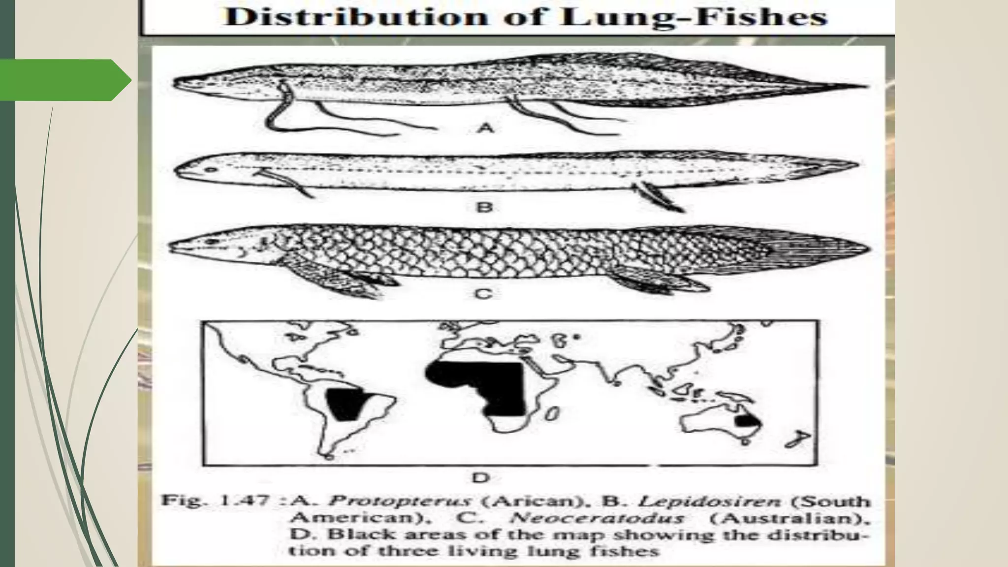 CONTINENTAL DRIFT THEORY AND DISCONTINUOUS DISTRIBUTION.pptx
