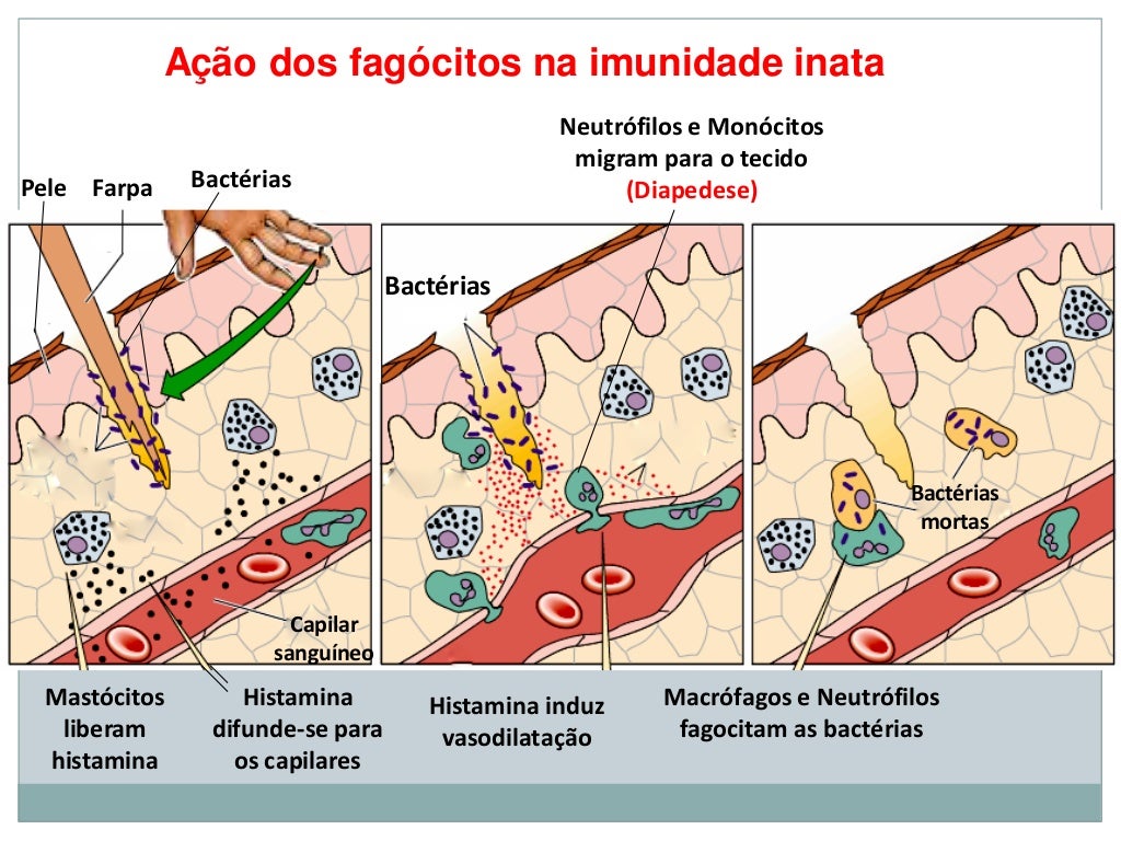 Continuação imunidade inata e adaptativa