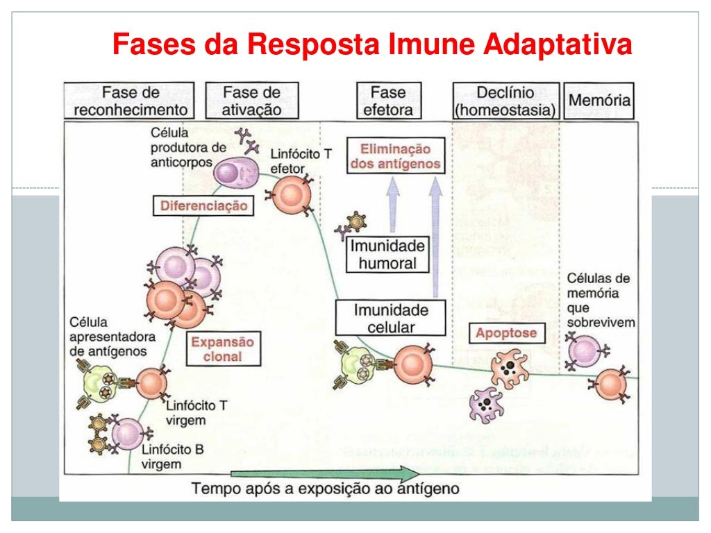 Continuação imunidade inata e adaptativa
