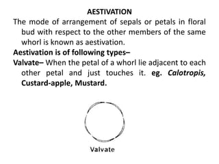 Continuation of Flower Morphology.pptx