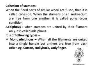 Continuation of Flower Morphology.pptx