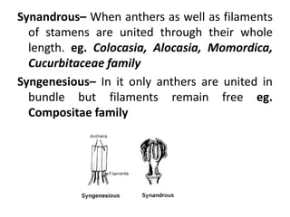 Continuation of Flower Morphology.pptx