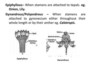 Continuation of Flower Morphology.pptx