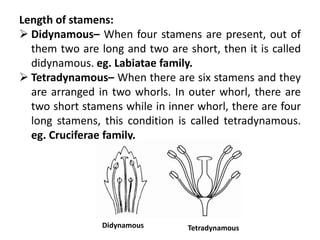 Continuation of Flower Morphology.pptx