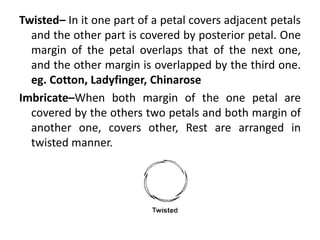 Continuation of Flower Morphology.pptx