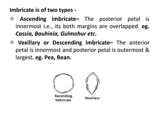 Continuation of Flower Morphology.pptx