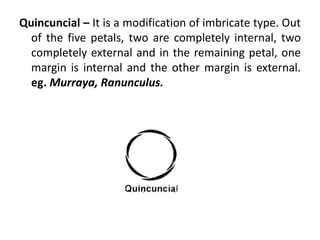 Continuation of Flower Morphology.pptx
