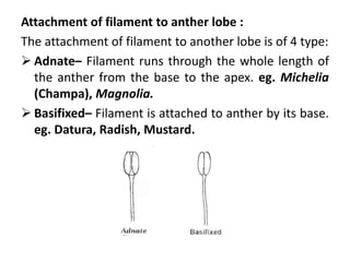 Continuation of Flower Morphology.pptx