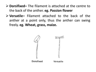 Continuation of Flower Morphology.pptx