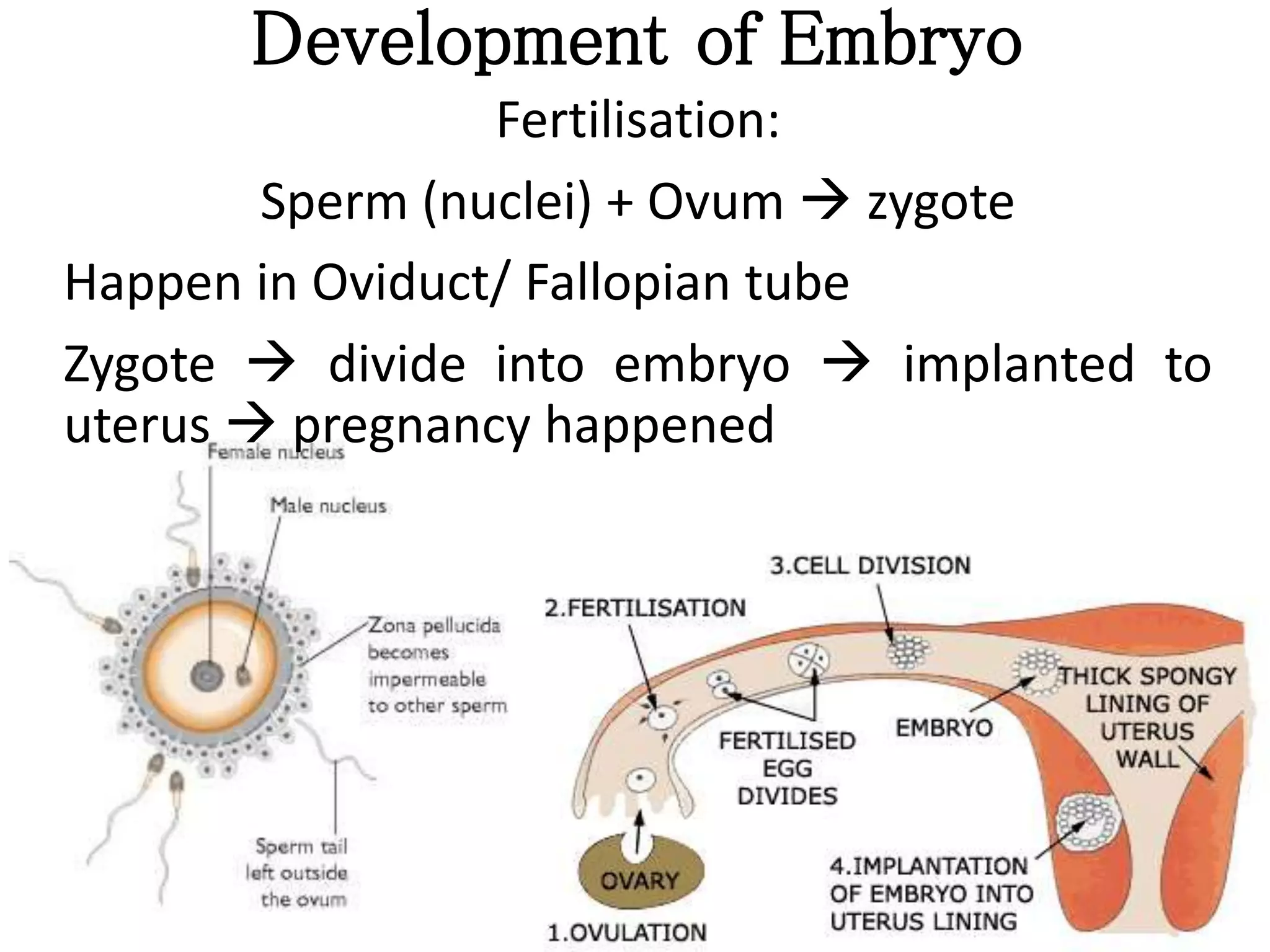 Continuity of Life.pptx | Pregnancy | Reproductive Health