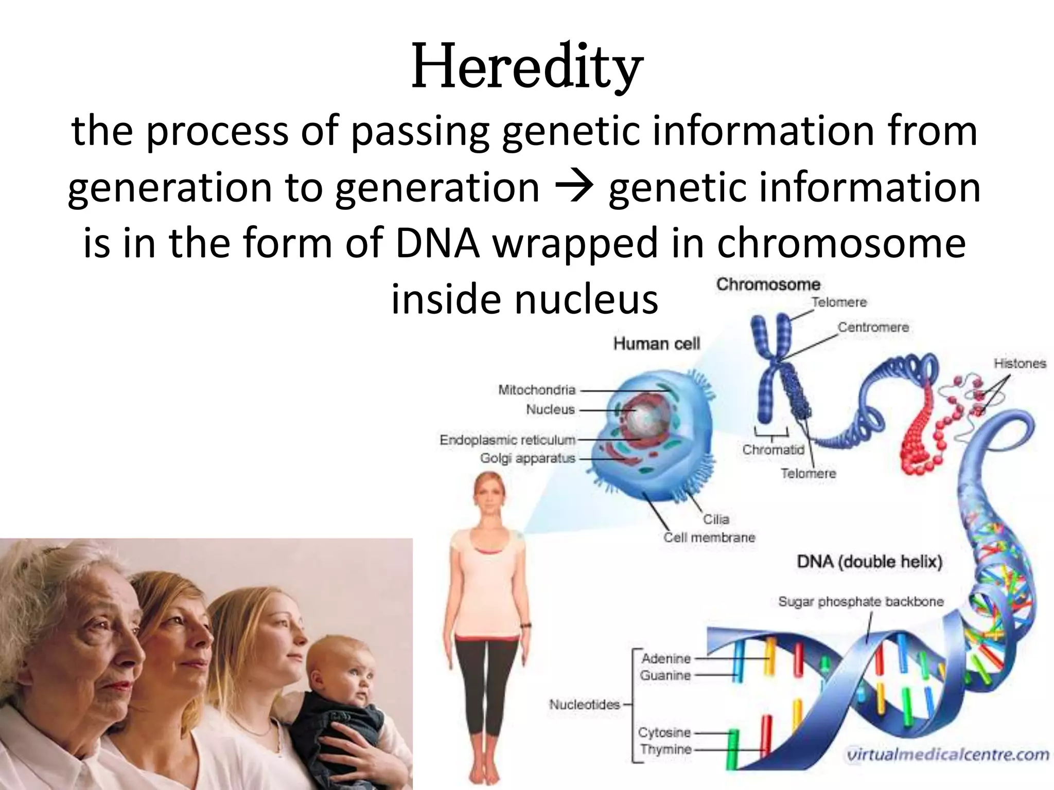 Continuity of Life.pptx | Pregnancy | Reproductive Health