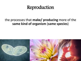 Continuity of Life.pptx | Pregnancy | Reproductive Health