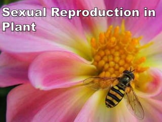 Continuity of Life.pptx | Pregnancy | Reproductive Health