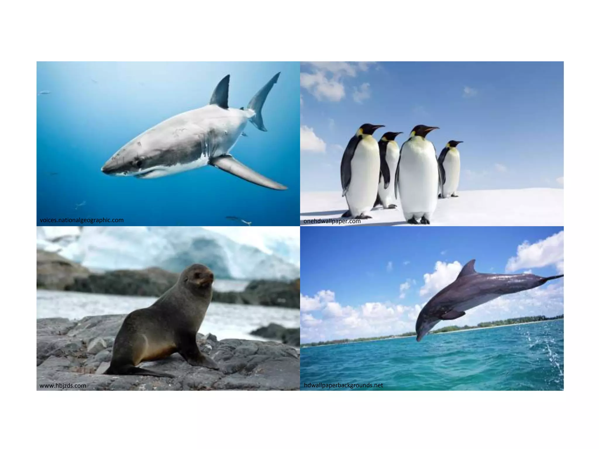 Continuity of Life on Earth | PPTX