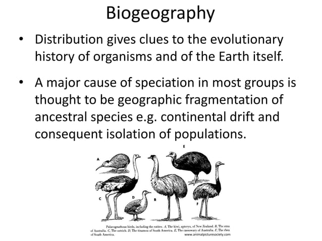 Continuity of Life on Earth | PPTX | Geology | Science