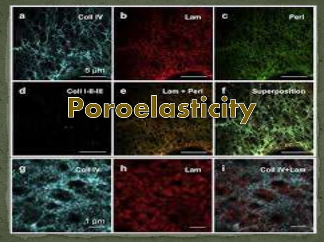 Continuum Biomechanics of Soft Tissue | PPTX | Biological Sciences | Science
