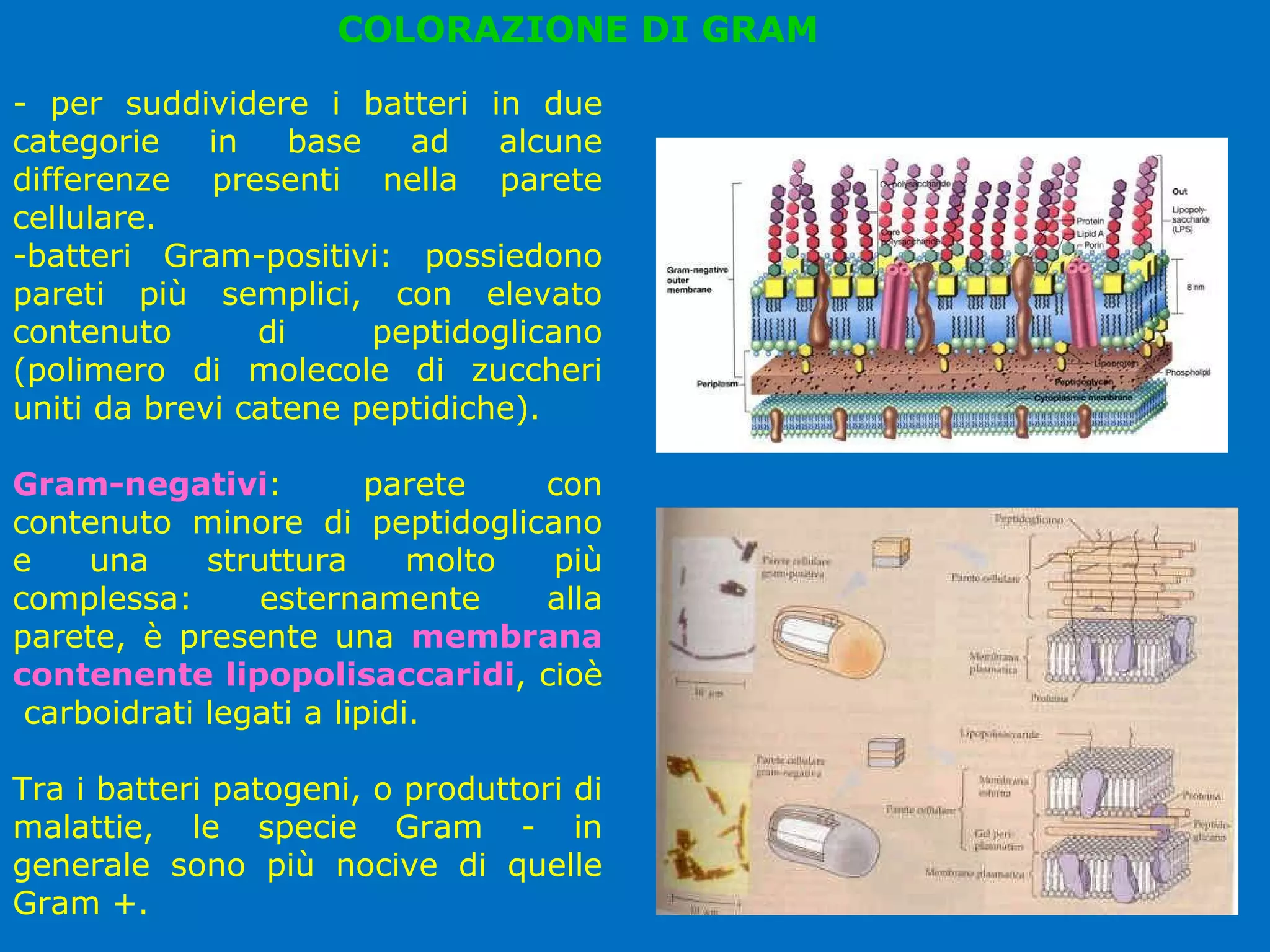 Contaminazione microbiologica | PPT