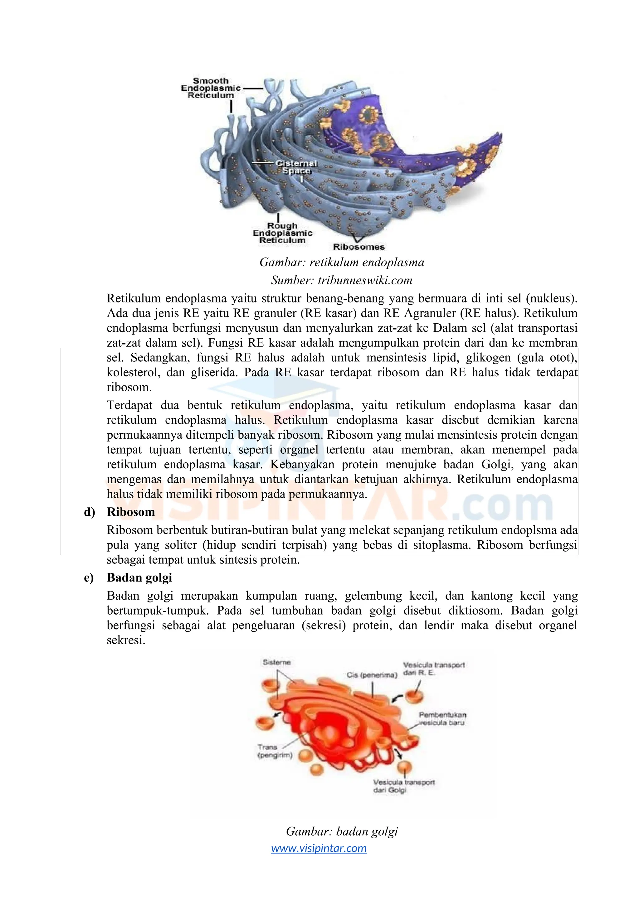 Modul Ajar Biologi SMA Kelas 11 Kurikulum Merdeka | DOCX