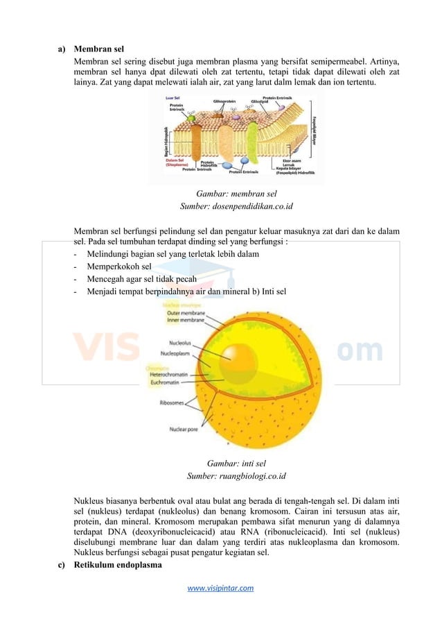 Modul Ajar Biologi SMA Kelas 11 Kurikulum Merdeka | DOCX