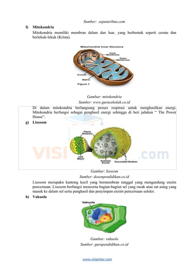 Modul Ajar Biologi SMA Kelas 11 Kurikulum Merdeka | DOCX